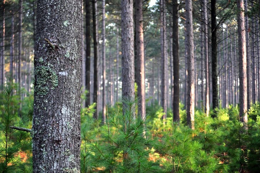 What Happens During a Timberland Appraisal? - DDK Forestry & Real Estate